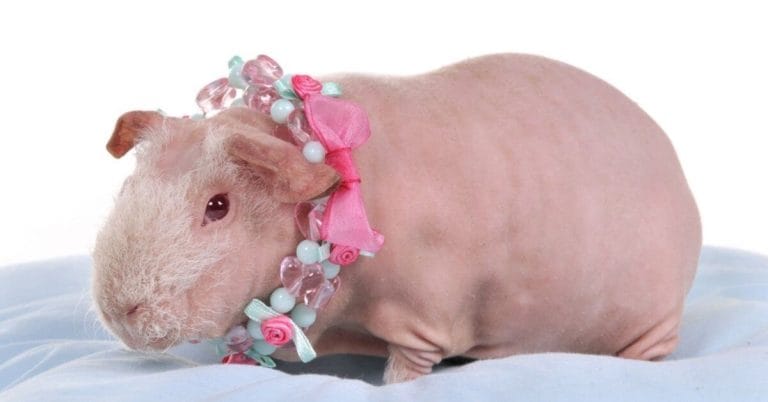 Cochon d'inde sans poil - Le guide ultime de cette race