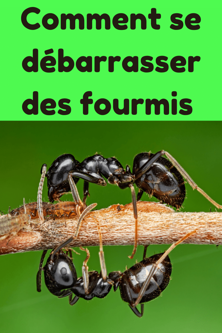 Comment se débarrasser des fourmis : 18 moyens naturelles de se ...