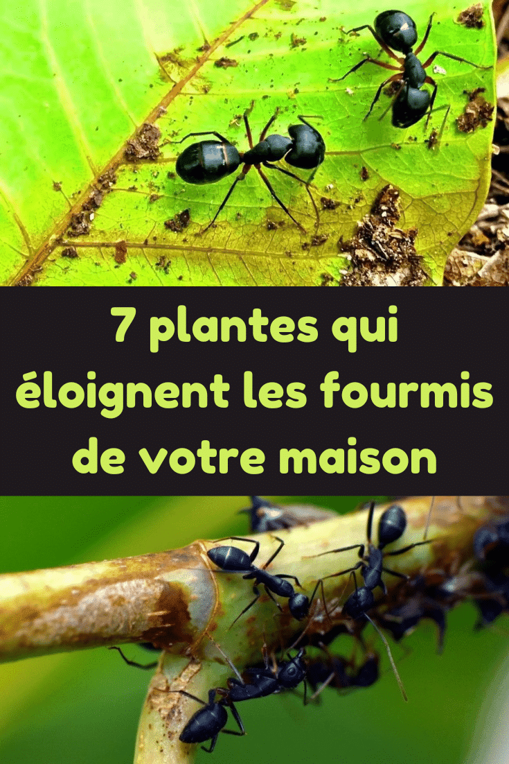 7 plantes qui éloignent les fourmis de votre maison