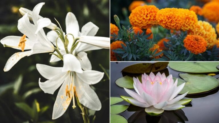 Plantez ces 10 fleurs dans votre jardin pour porter chance - Sante Peau ...