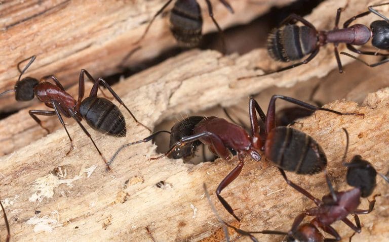 Comment se débarrasser définitivement des fourmis - Sante Peau Noir